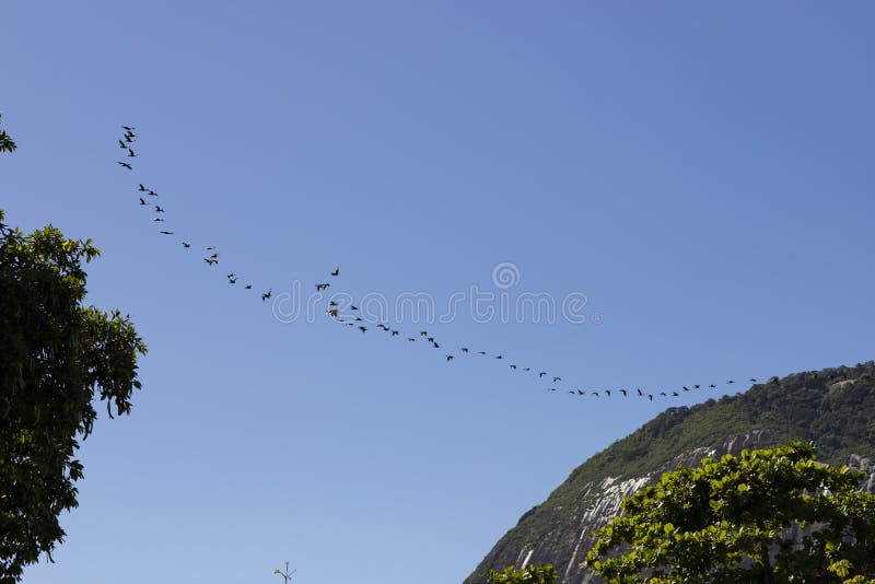 Teamwork of flying birds stock photo. Image of freedom - 114320496