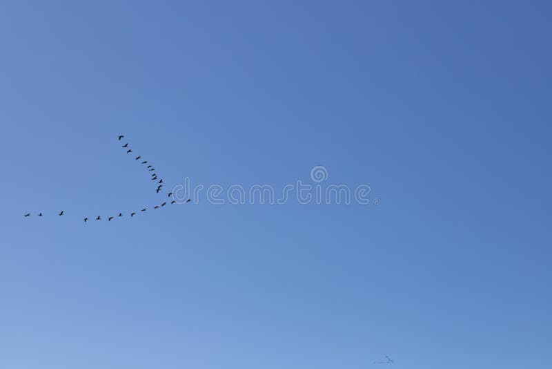 Teamwork of flying birds stock photo. Image of freedom - 114320496