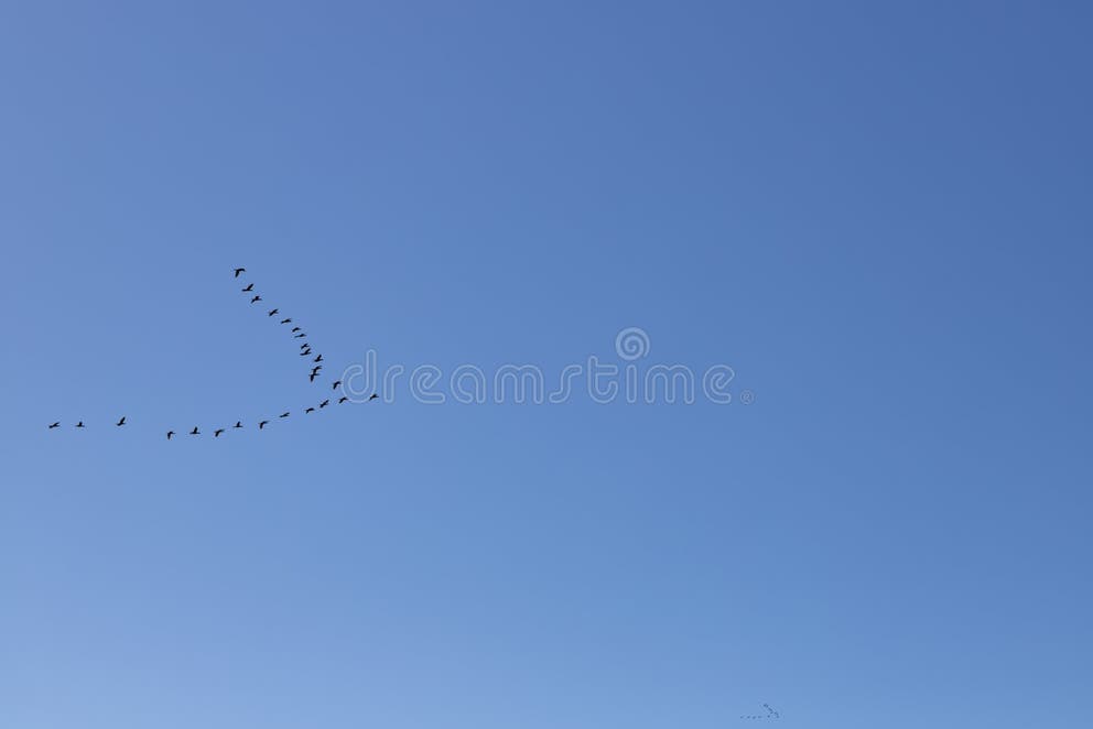 Teamwork of flying birds stock photo. Image of freedom - 114320496