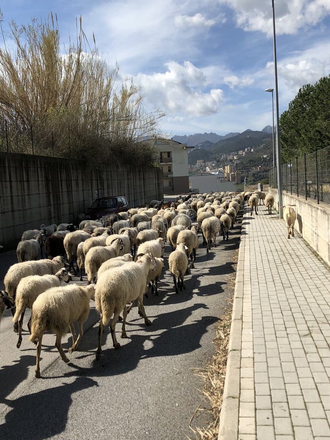 Teamwork stock image. Image of teamwork, goats, walking - 112169565