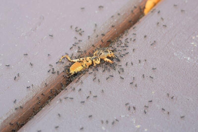 Myror bär den döda myran. fotografering för bildbyråer. Bild av rött ...