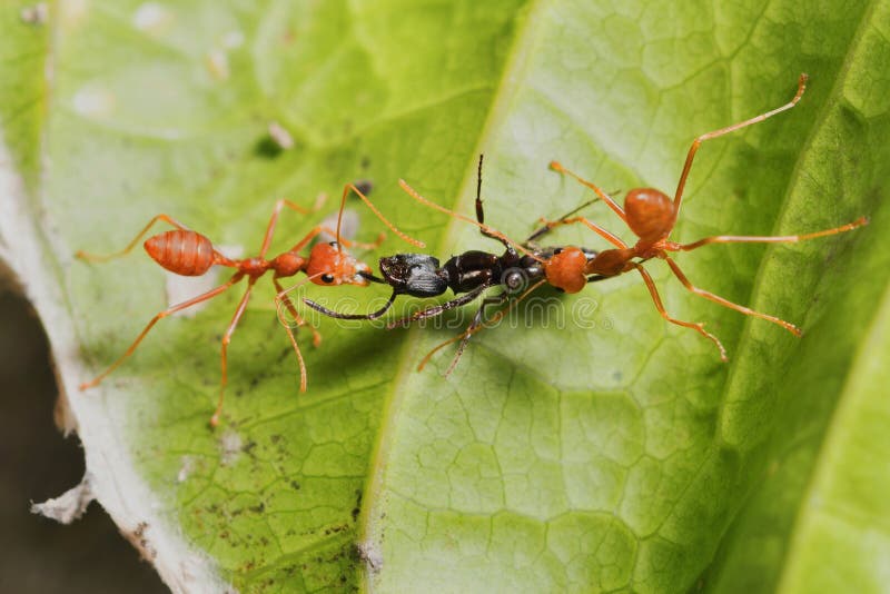 Teamwork Red Ant Hunt Black Ant Stock Image - Image of leaf, arthropod ...