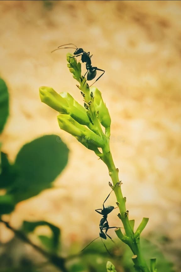 Teamwork survival strategy stock image. Image of survive - 184856949