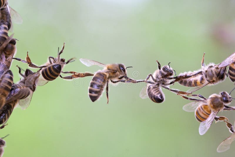 Teamwork von Bienen stockfoto. Bild von gebäude, mitarbeit - 37052474