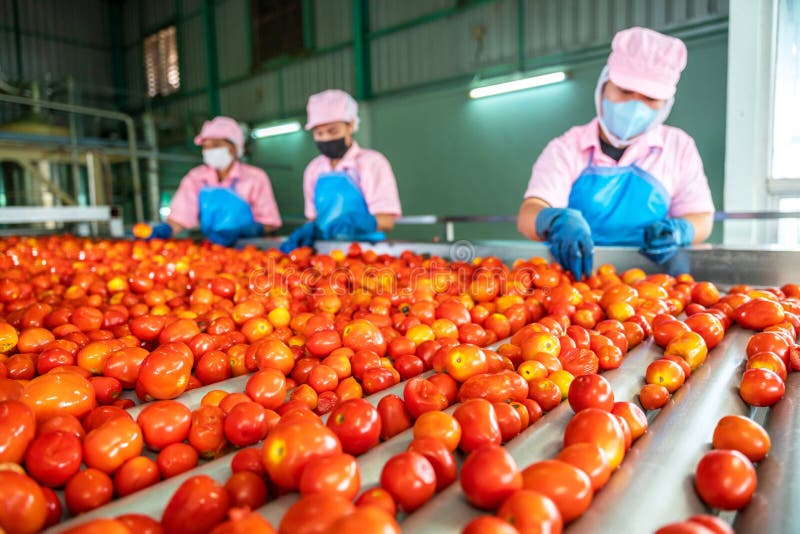 Teamwork of Workers Sorting Tomatoes on a Conveyor Belt in a Tomato ...