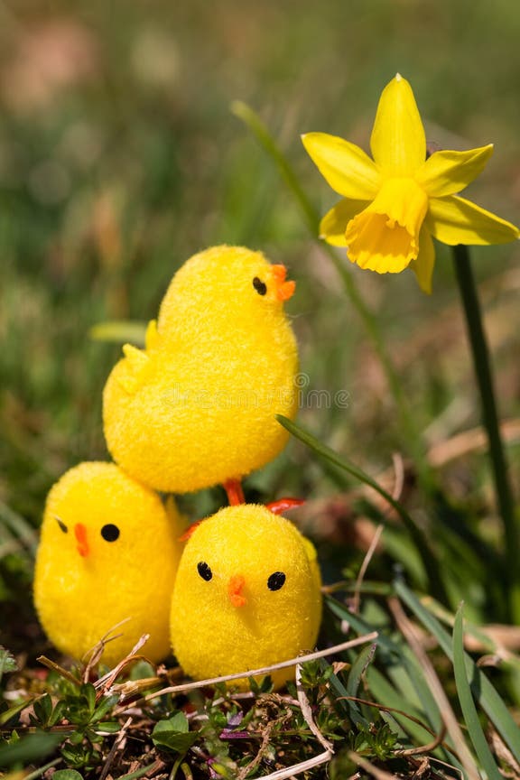 Teamwork in yellow stock image. Image of chicken, humorous - 64566975