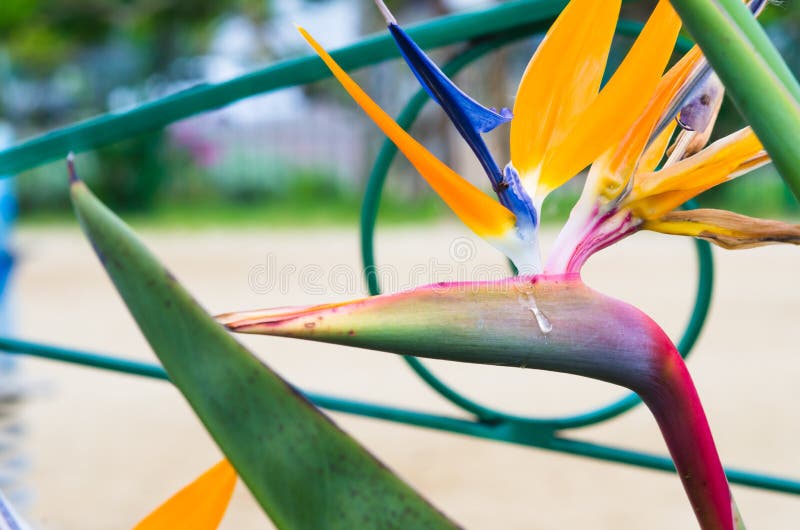 Tear stock image. Image of flora, leaf, strelitzia, drop - 57710351