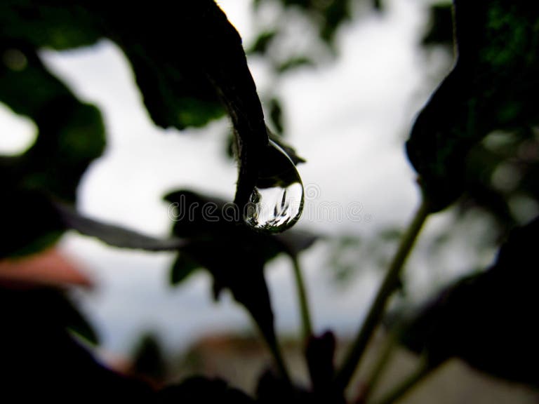 Teardrop editorial image. Image of drop, teardrop, tree - 75769535