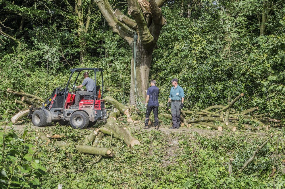 Tearing Down a Tree editorial photography. Image of removal - 120083187