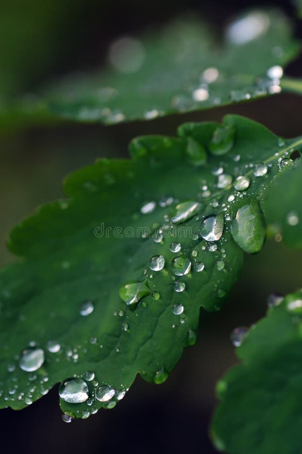 Tears of autumn stock image. Image of close, foliage - 77454829