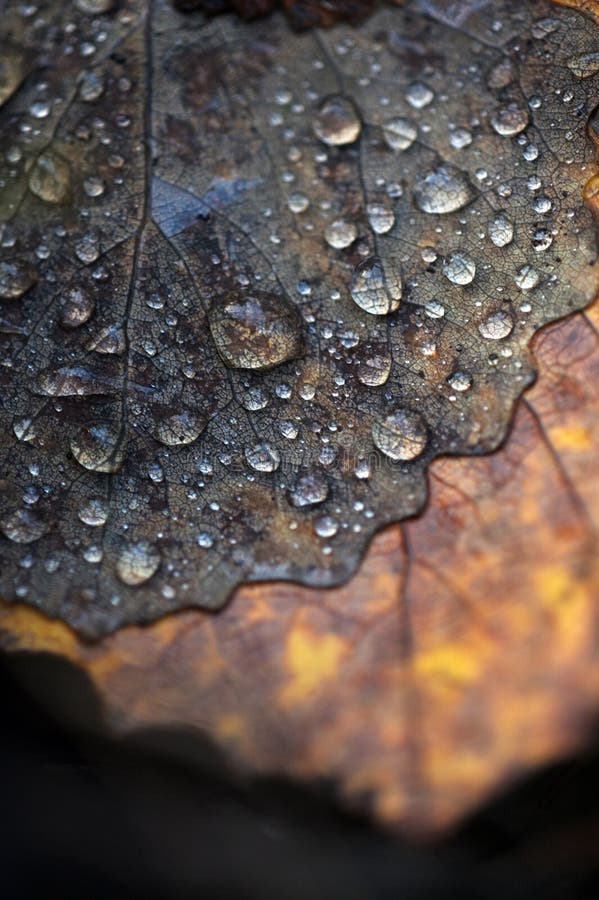 Tears of autumn stock image. Image of life, forest, backgrounds - 77454657