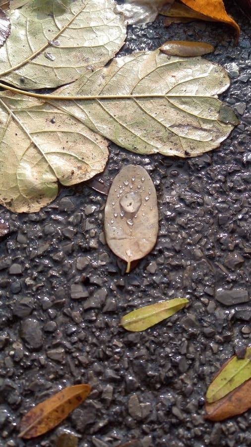 The Tears of Dew on the Autumn Leaf Stock Image - Image of wood ...