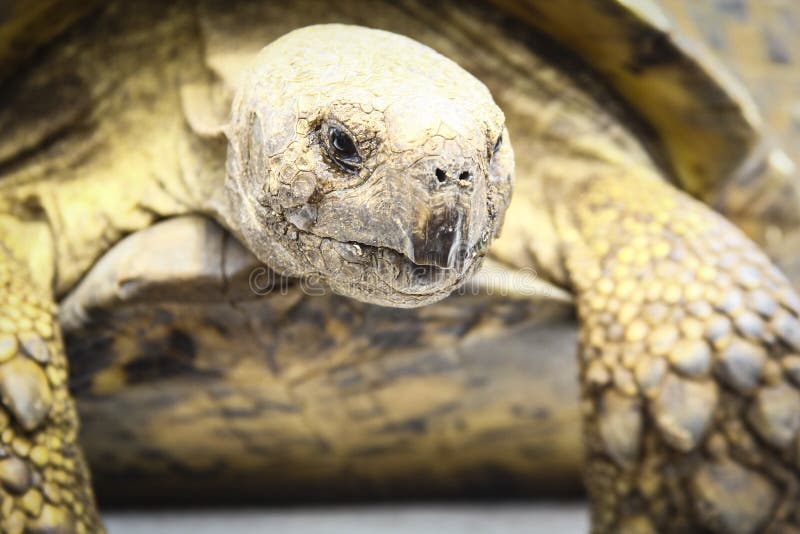 103 Sad Tortoise Stock Photos - Free & Royalty-Free Stock Photos from ...