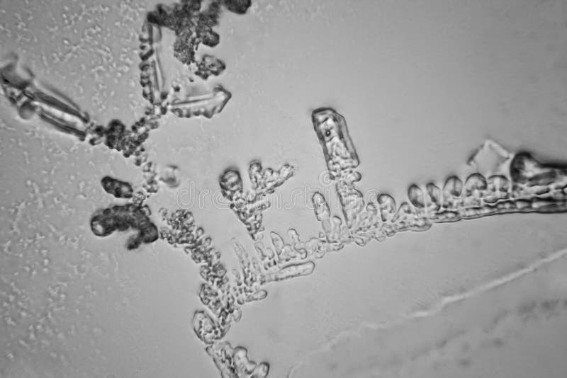 Tears Viewed at the Microscope Stock Image - Image of tear, cell: 121224247