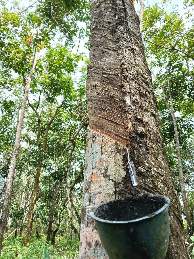 Tears of White Latex: an Ode To the Rubber Tree and Its Tradition Stock ...
