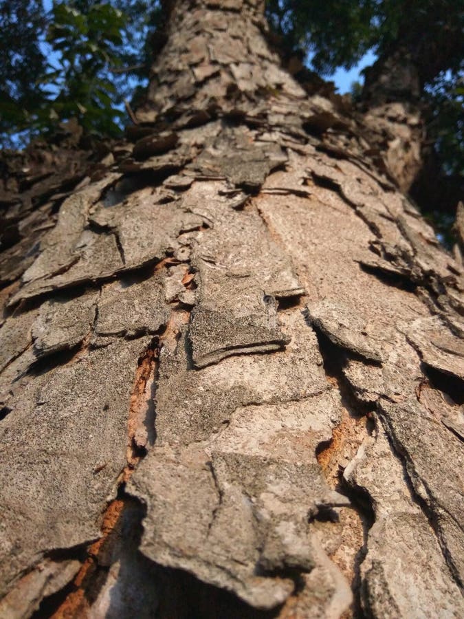 Tears of winter stock photo. Image of trees, nature - 109978434