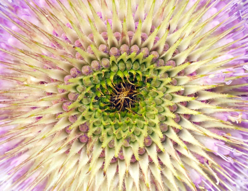 Teasel stock photo. Image of royalty, teazel, spiked - 20294792