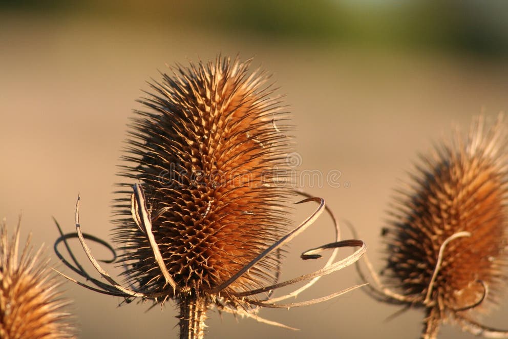 Teasel stock photo. Image of flora, common, dried, teasel - 4887724