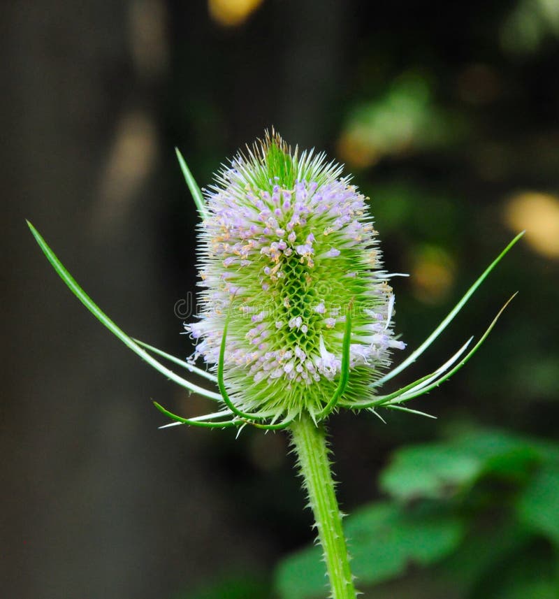 Teasel in bloom stock image. Image of dipsacus, flower - 12105357