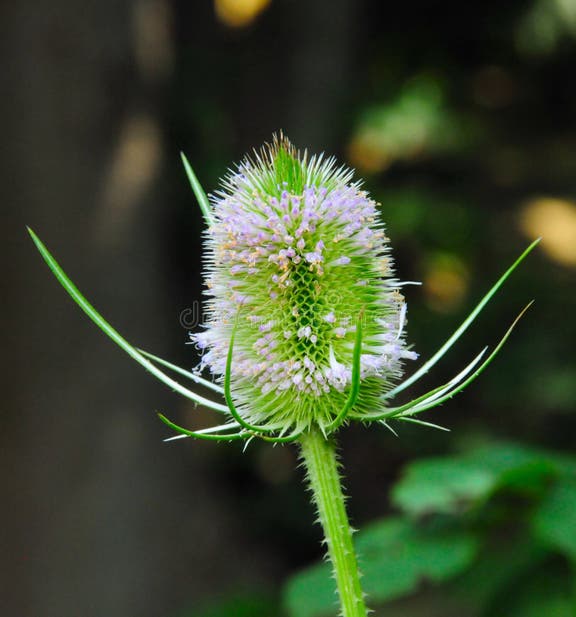 Teasel in bloom stock image. Image of dipsacus, flower - 12105357