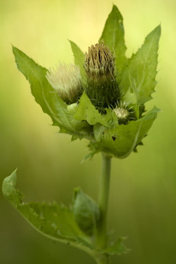 Teasel - Cirsium oleraceum stock image. Image of teazel - 11815709
