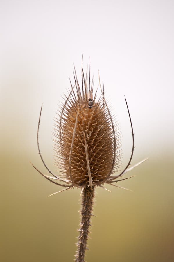 Teasel Comb with Insect in Spring Stock Image - Image of vertical ...