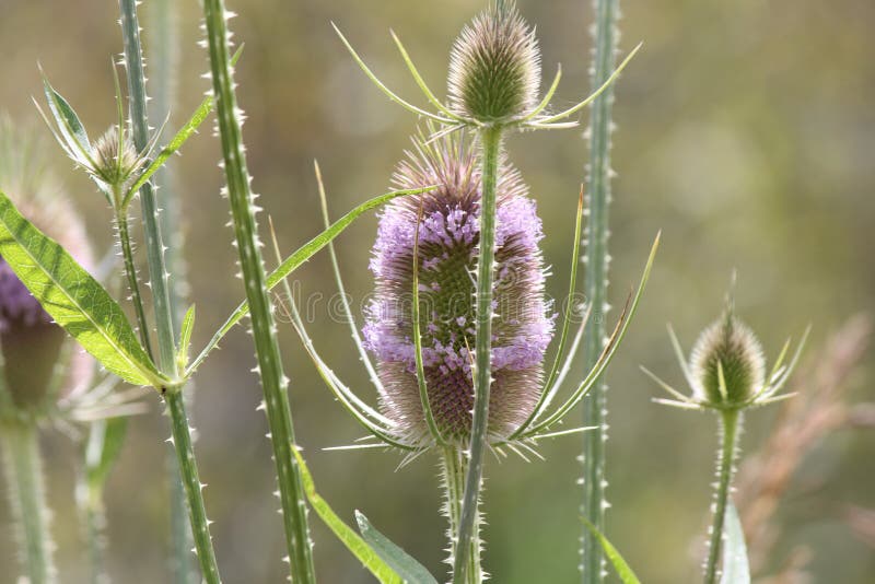 Teasel Dipsacus fullonum stock image. Image of brown - 115148659