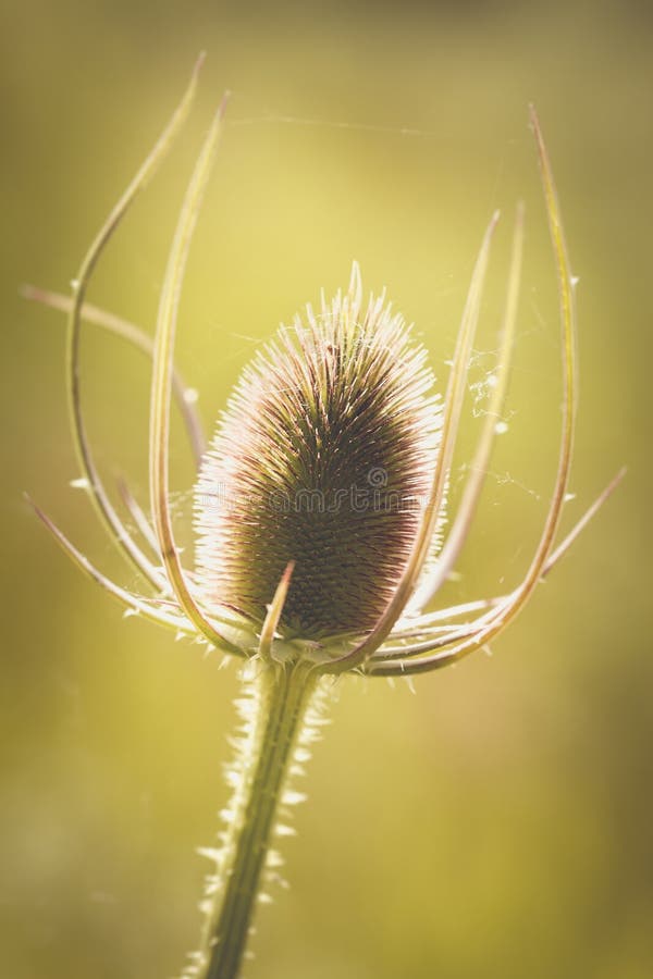 Teasel - macro stock photo. Image of carding, genus, bloom - 98353060