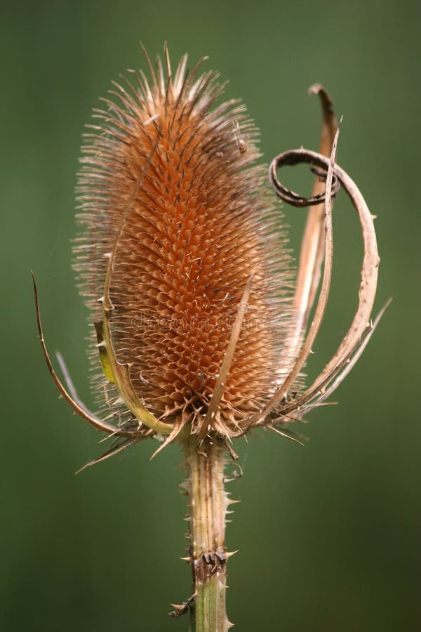 Teasel plant stock image. Image of dried, prickles, wildflower - 17946745