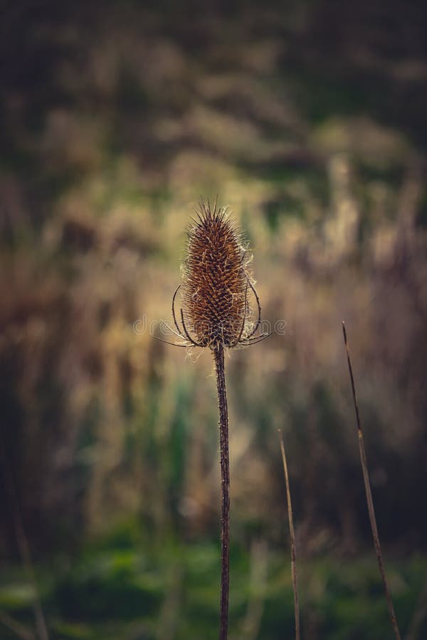 Teasel Seed Head on a Spring Day Stock Photo - Image of meadow, summer ...
