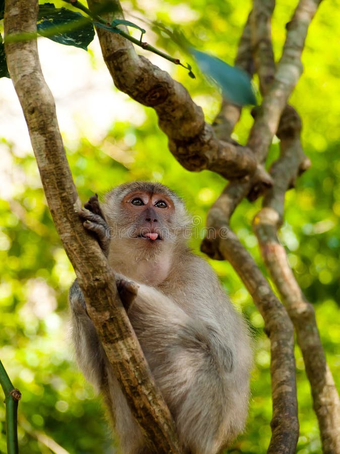 Teasing Monkey with Its Tongue Stuck Out Stock Image - Image of south ...