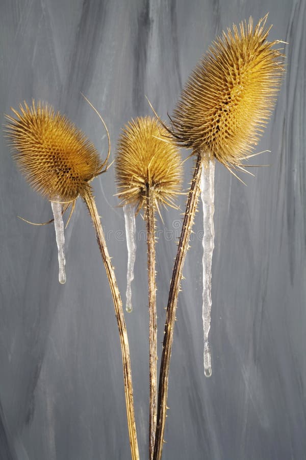 Teasle winter still stock image. Image of icicle, plant - 23172563