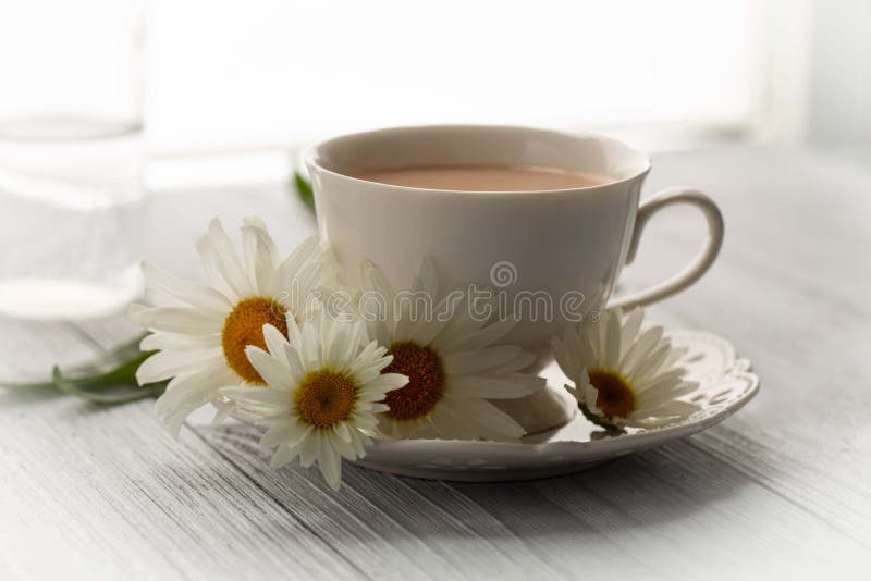 White Daisies and a Honey Bee Stock Image - Image of white, arboretum ...