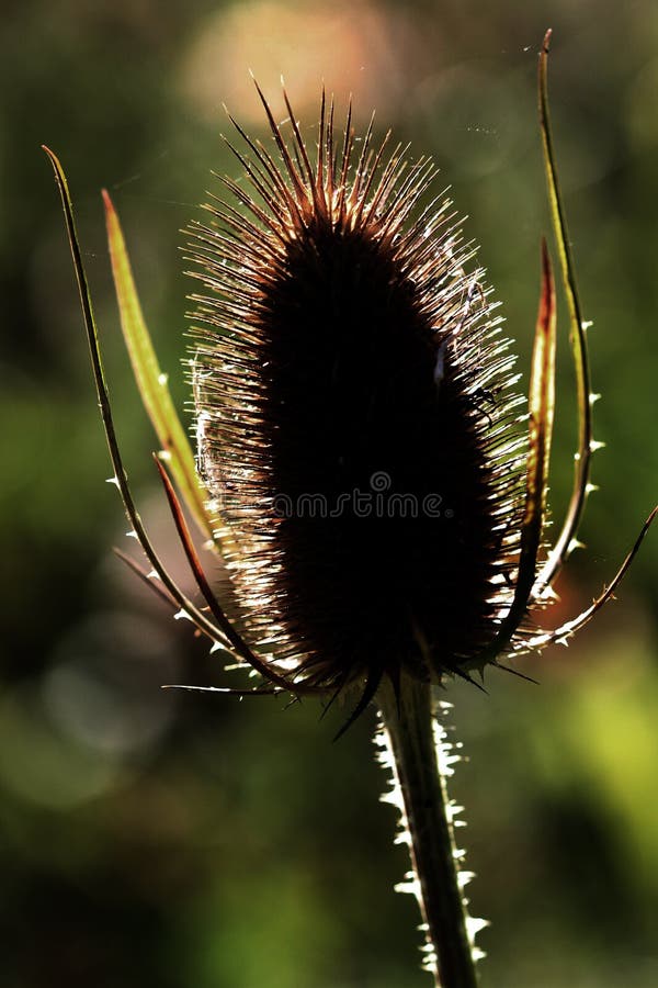 Teazel plant head. stock image. Image of teazel, environment - 78184397