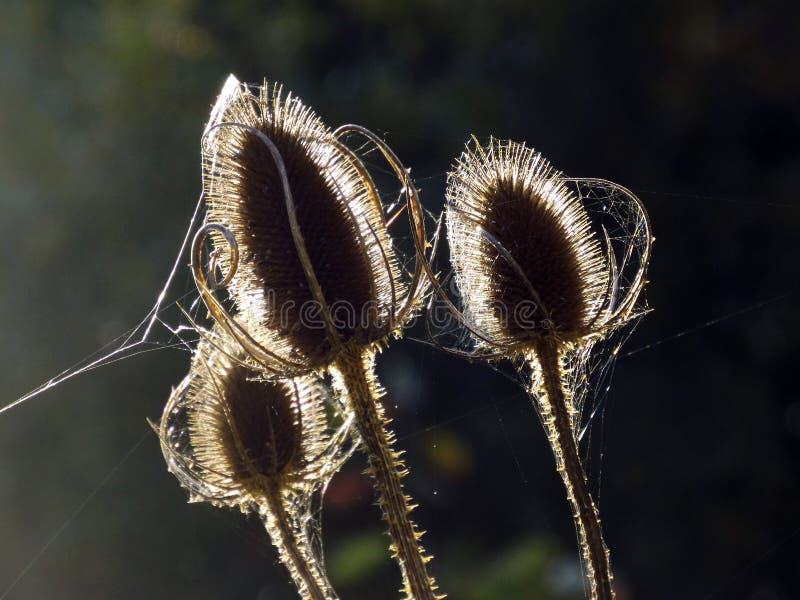 Teazle in the sunshine stock photo. Image of winter, plants - 65819062