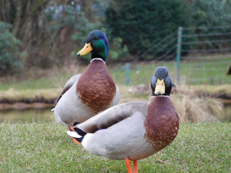 Tebay Ducks stock photo. Image of services, ducks, tebay - 87196224