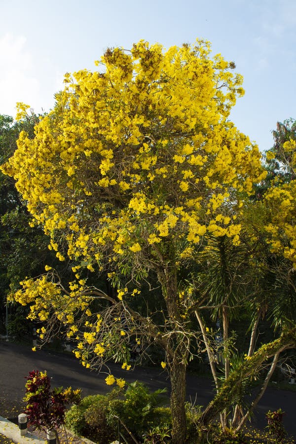 Tebebuya tree stock photo. Image of environment, foliage - 232487860