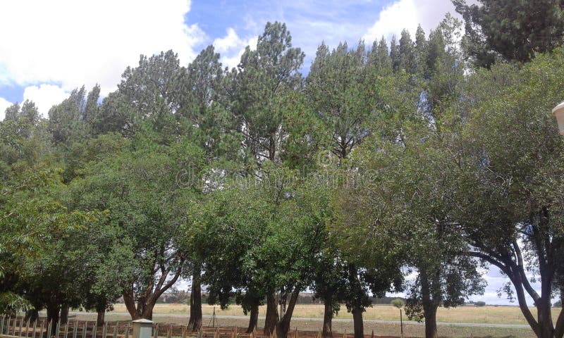 Tebza stock image. Image of tebza, beutiful, trees, light - 135831559