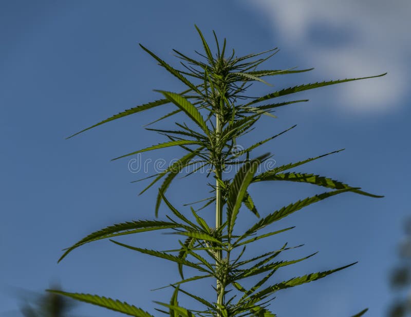 Technical Variety of Marijuana in Beautiful Summer Day Stock Photo ...