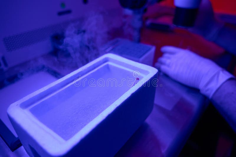 Laboratory Technician Dipping Straws with Embryos into Tank with Liquid ...