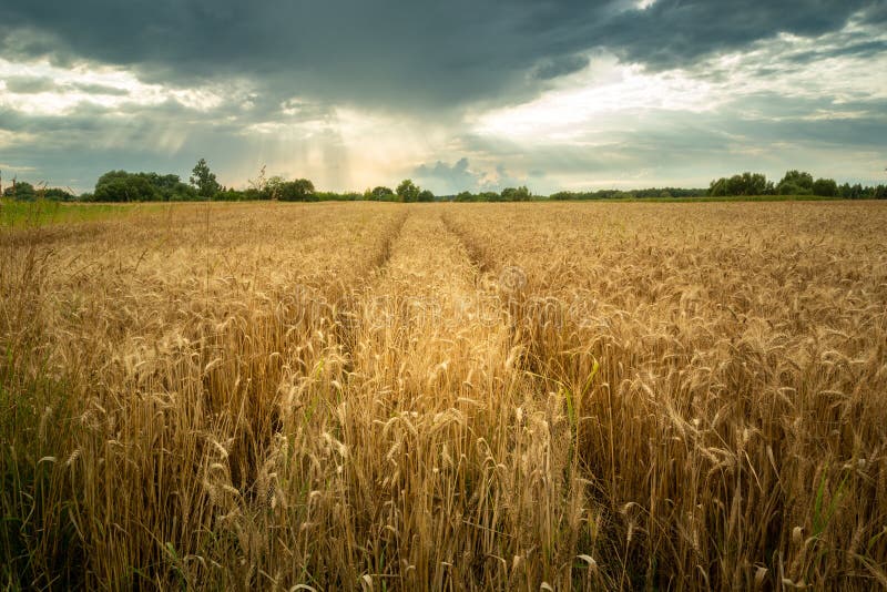Golden Triticale in Grain Field Stock Image - Image of horizon, natural ...