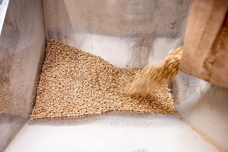 The Technological Process of Grinding Malt Seeds at the Mill Stock ...