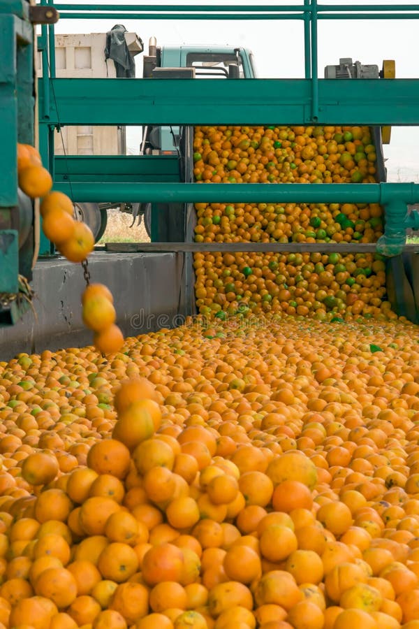Technological Process at the Orange Cannery or Factory. Mass of Ripe ...