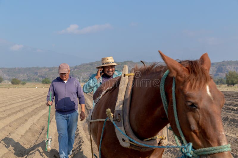 Technology in the Field: Farmer Making a Call while Working with a ...