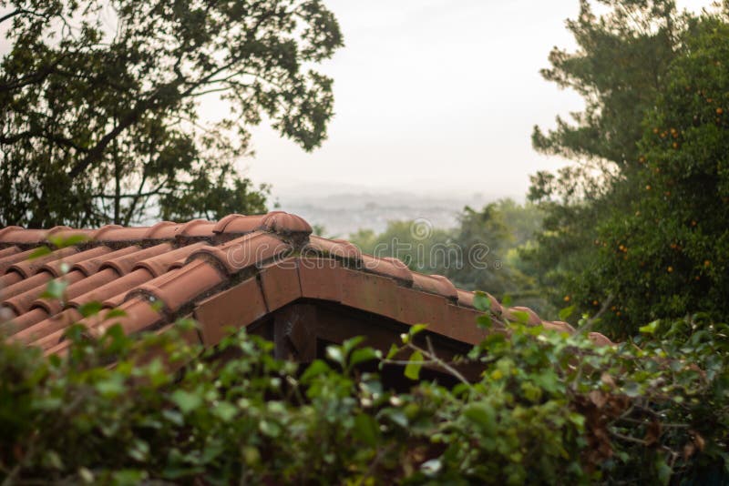 Techo Alto Con Un Arbusto En El Bosque Foto de archivo - Imagen de ...