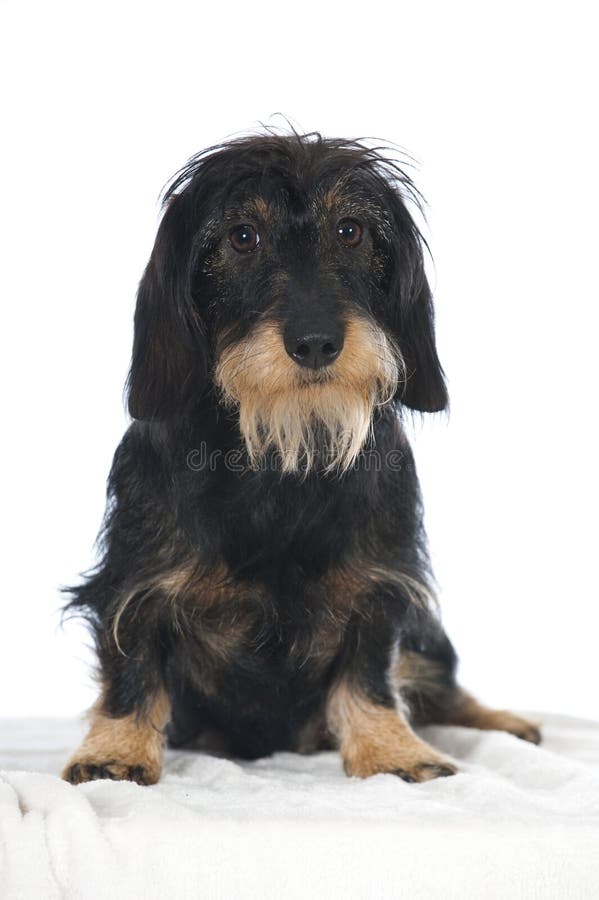 Teckel stock image. Image of pedigreed, adult, adorable - 28566993