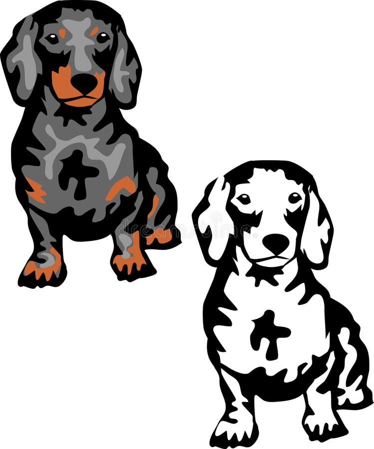 Teckel illustration de vecteur. Illustration du race - 30503164