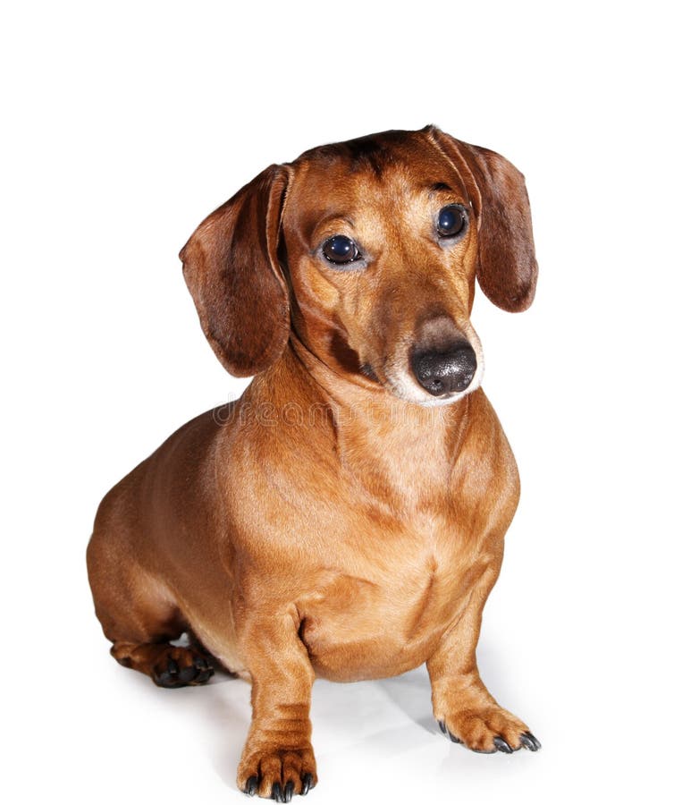 Teckel stock image. Image of short, isolated, cute, teckel - 4670751