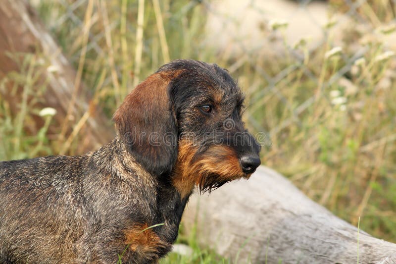 Teckel breed portrait stock image. Image of cute, companion - 34748041