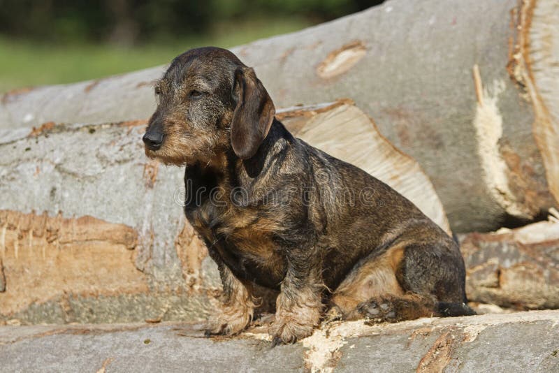 Chasseur Teckel Avec Un Blaireau Photo stock - Image of insignes ...